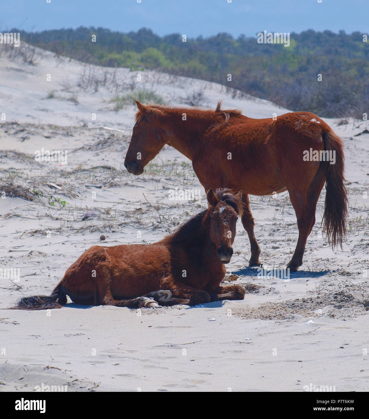 OBX Outer Banks NC North Carolina Seashore Ocean wild horses ponies ...