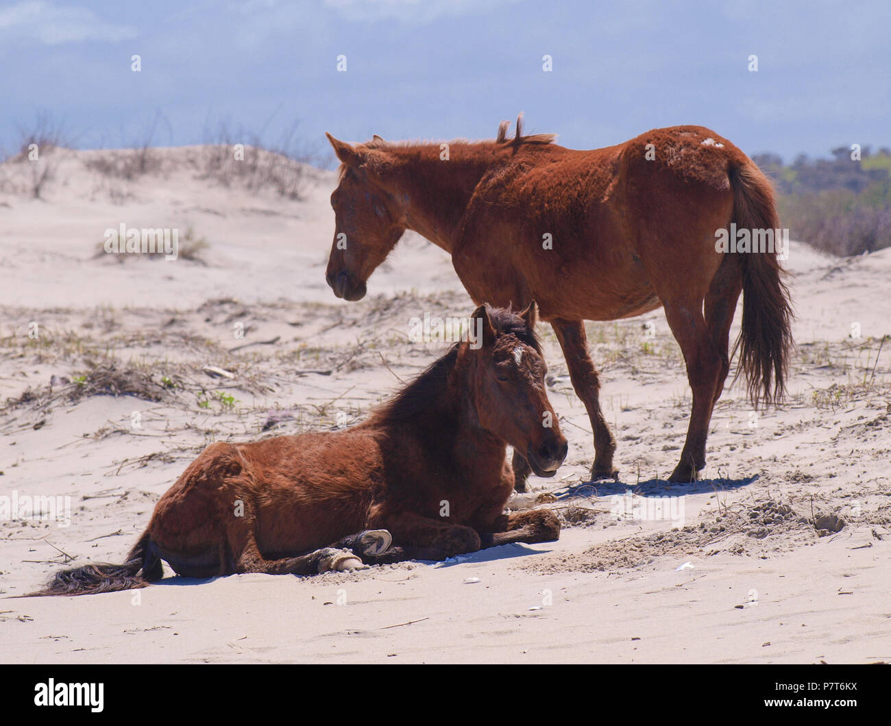 OBX Outer Banks NC North Carolina Seashore Ocean wild horses ponies ...