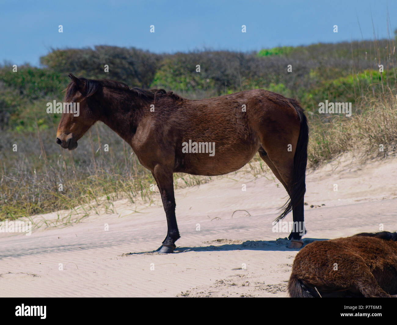 OBX Outer Banks NC North Carolina Seashore Ocean wild horses ponies ...
