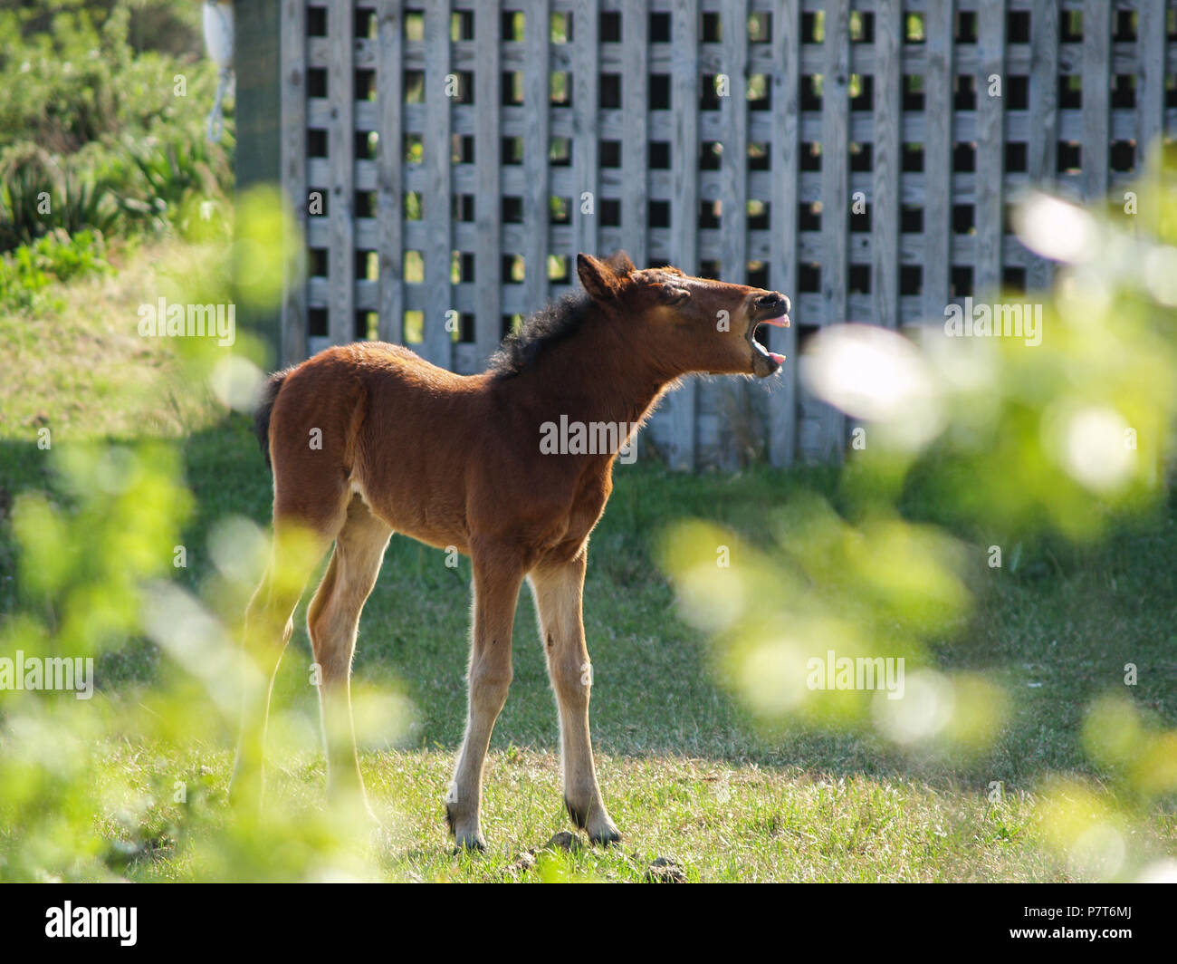 OBX Outer Banks NC North Carolina Seashore Ocean wild horses ponies ...