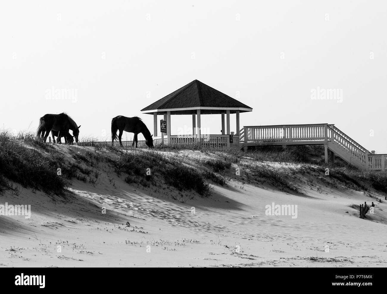 OBX Outer Banks NC North Carolina Seashore Ocean wild horses ponies ...