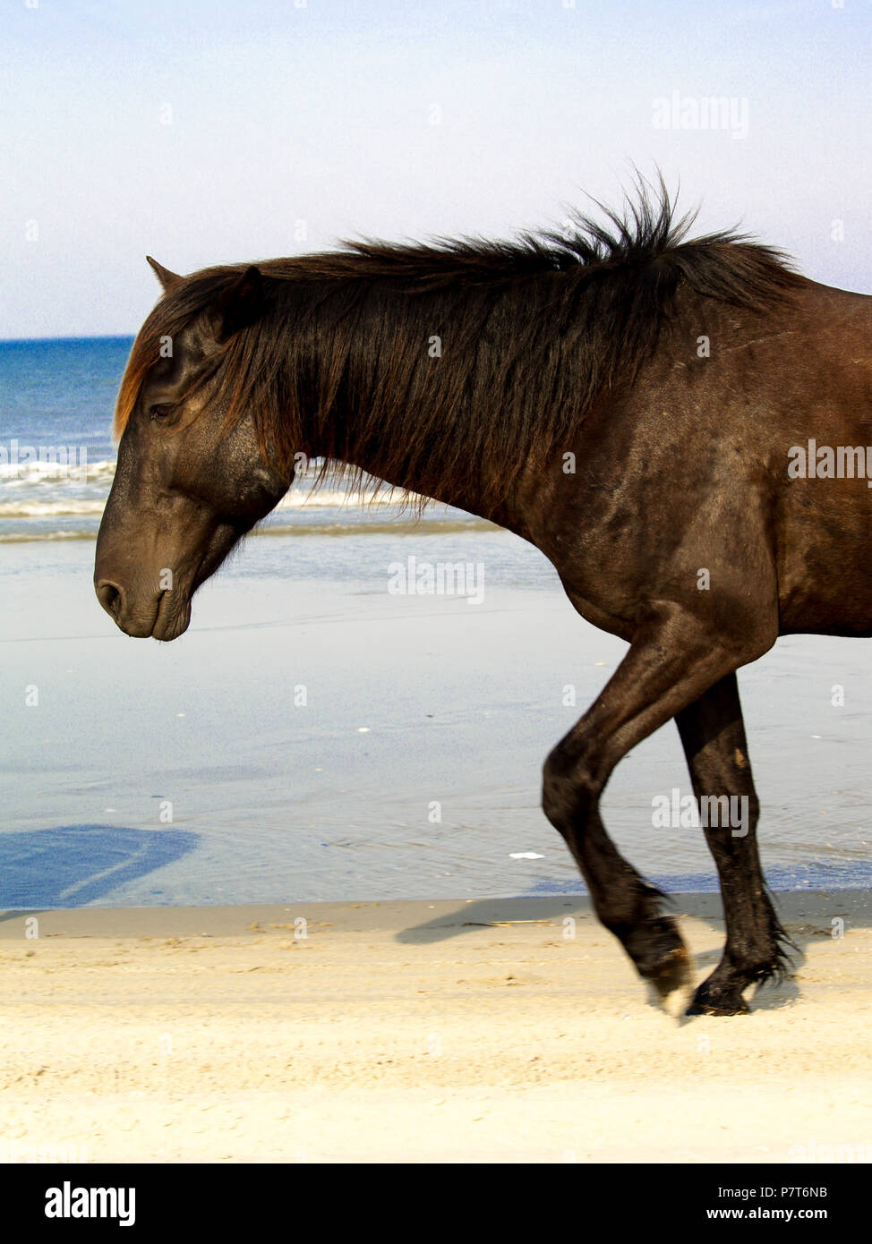OBX Outer Banks NC North Carolina Seashore Ocean wild horses ponies ...