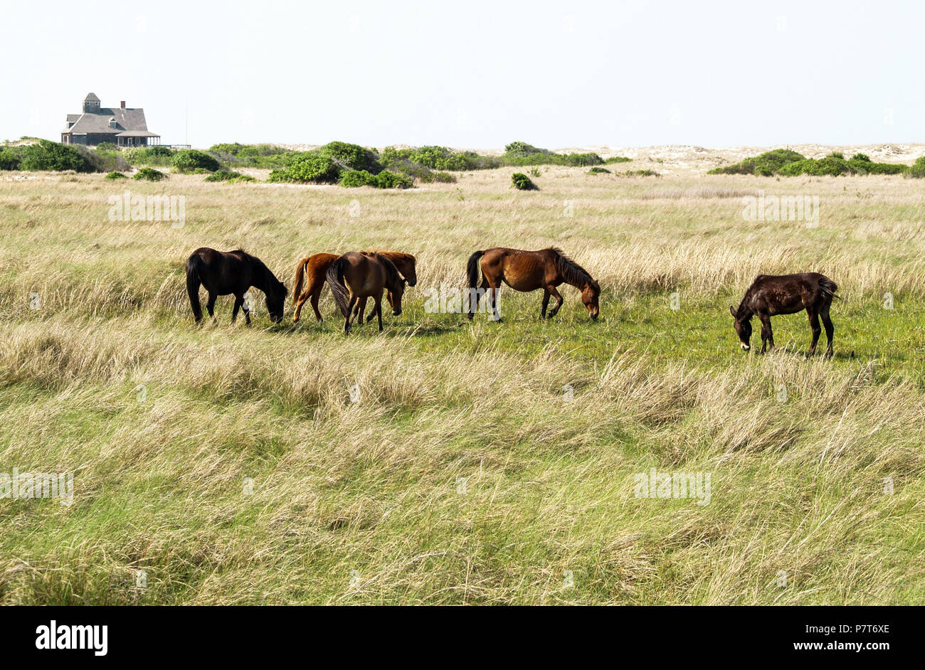 wildhorse corolla obx outer banks nc north carolina free range wild ...