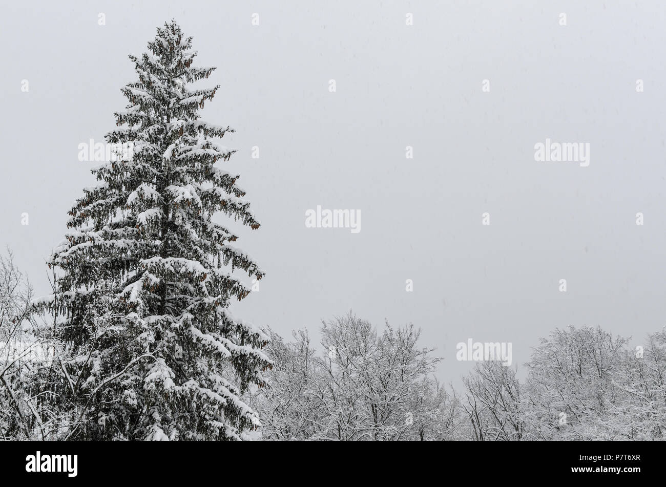 Sinaia winter hi-res stock photography and images - Alamy
