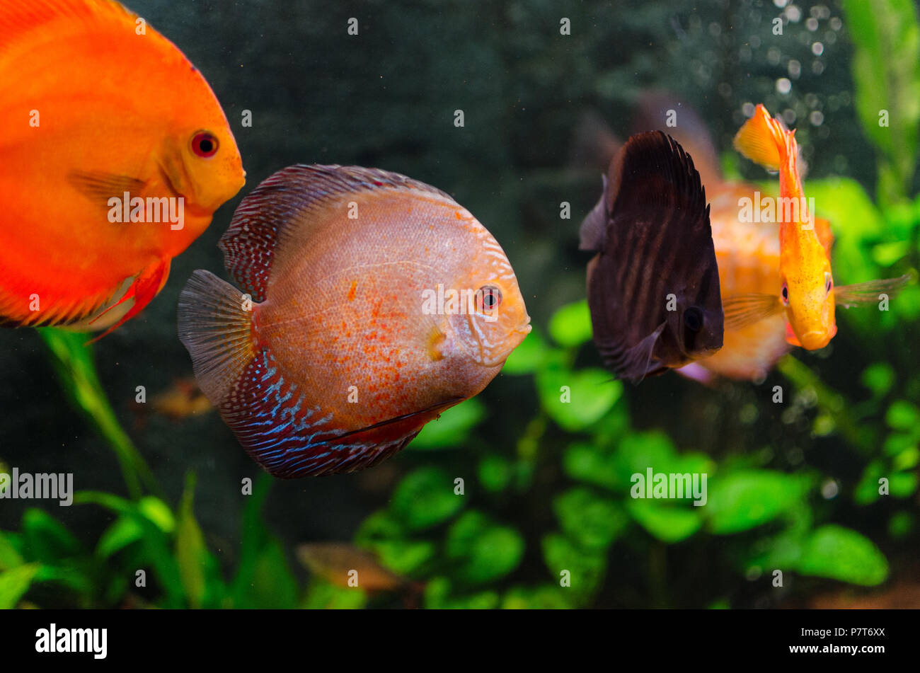 Colored fish swimming in an aquarium Stock Photo - Alamy