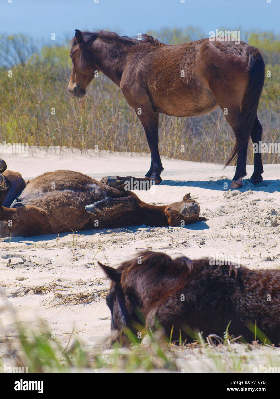 wildhorse corolla obx outer banks nc north carolina free range wild ...