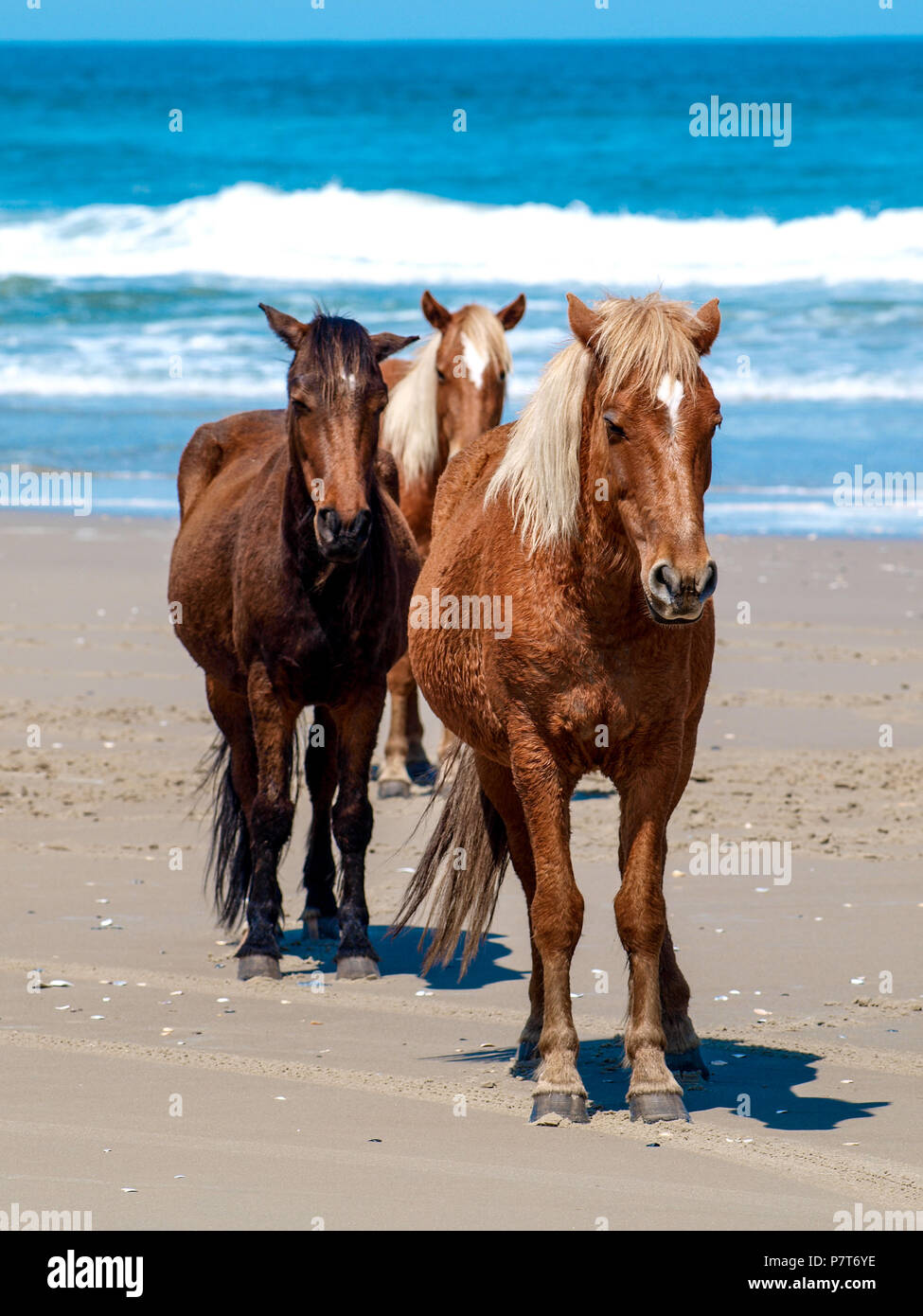 North carolina wild horse tour hi-res stock photography and images - Alamy