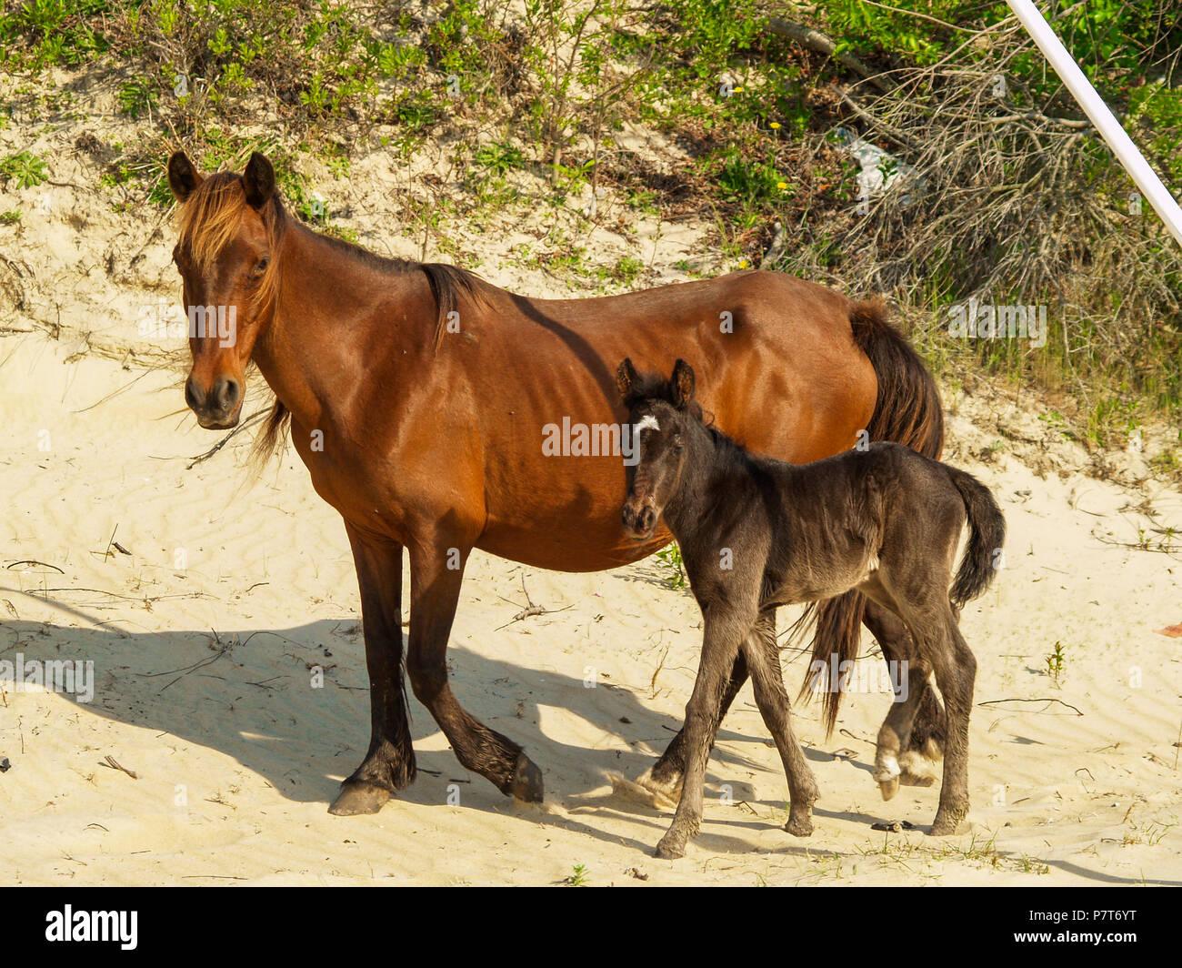 wildhorse corolla obx outer banks nc north carolina free range wild ...