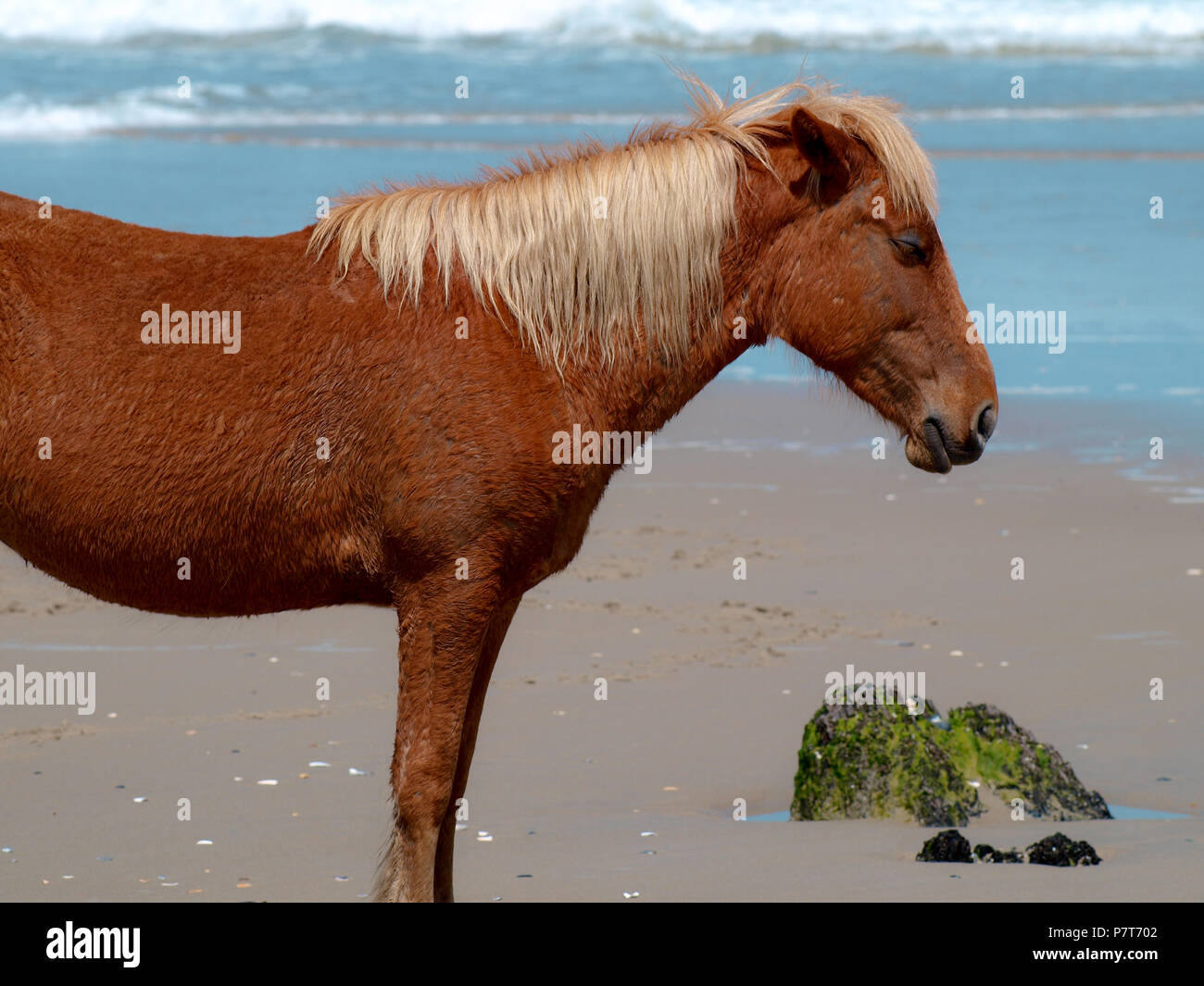 wildhorse corolla obx outer banks nc north carolina free range wild ...