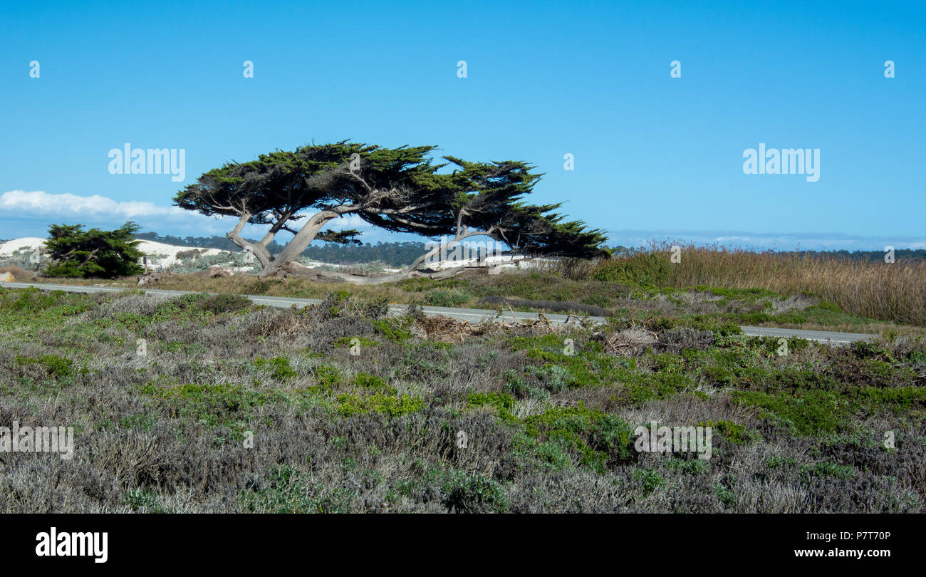 Monterey, CA, USA, 18 February 2018. Cypress trees on the 17-ride route ...