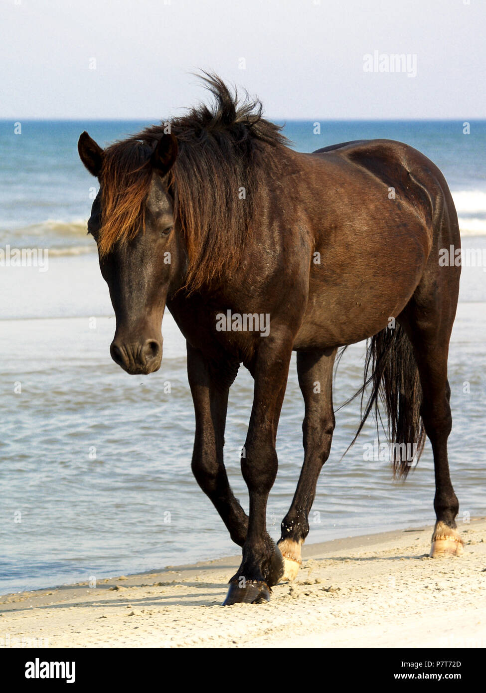 wildhorse corolla obx outer banks nc north carolina free range wild ...