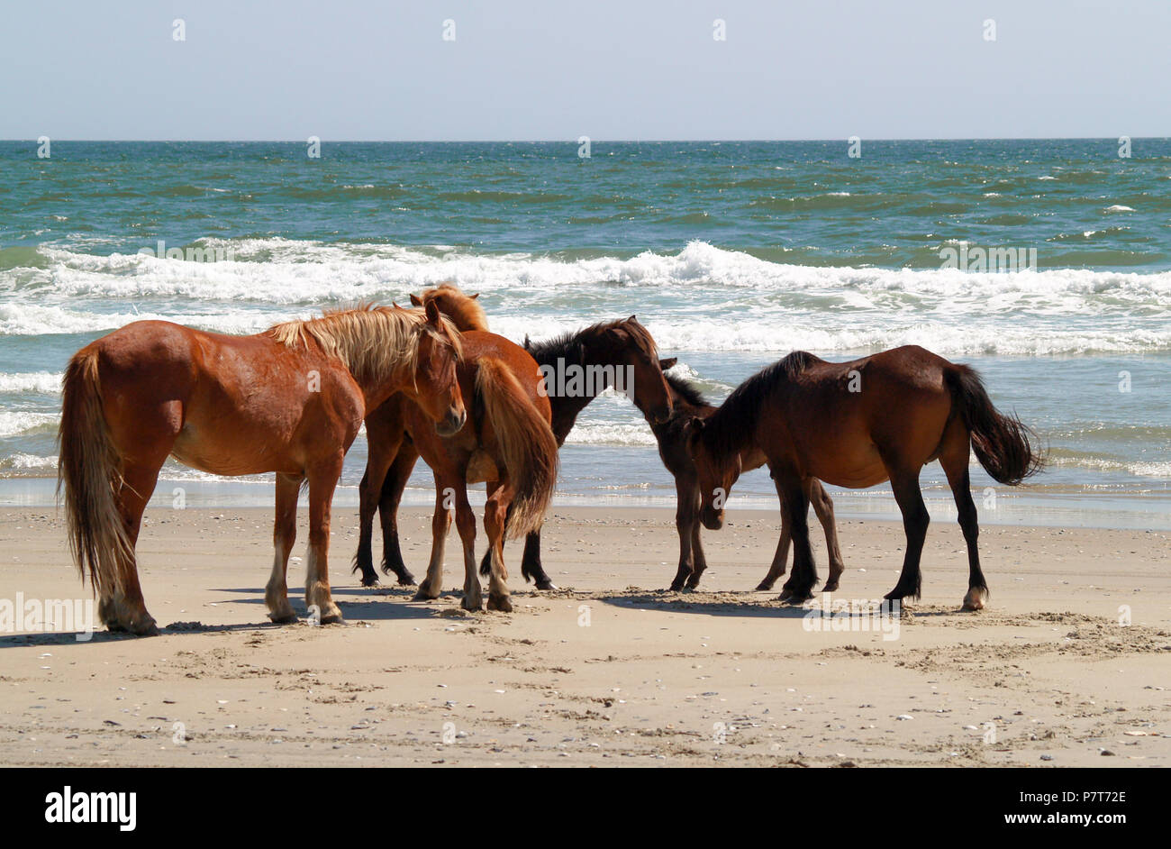 wildhorse corolla obx outer banks nc north carolina free range wild ...