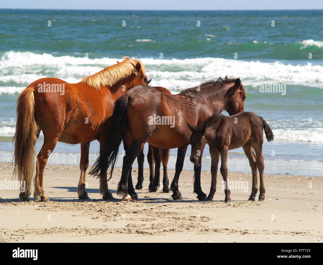 wildhorse corolla obx outer banks nc north carolina free range wild ...