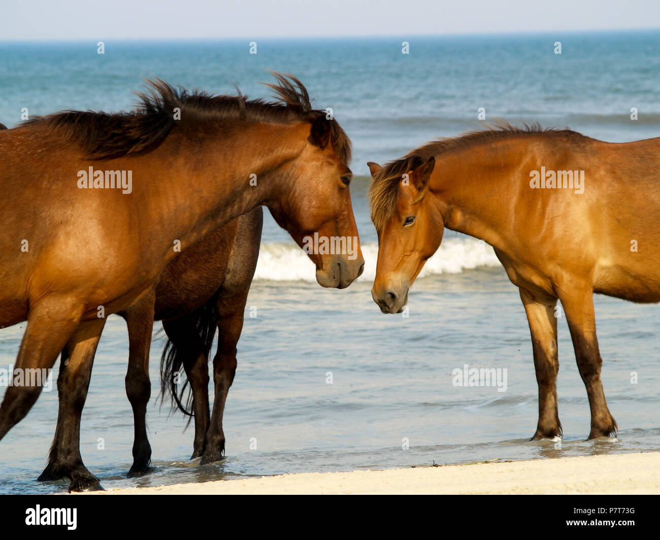 wildhorse corolla obx outer banks nc north carolina free range wild ...