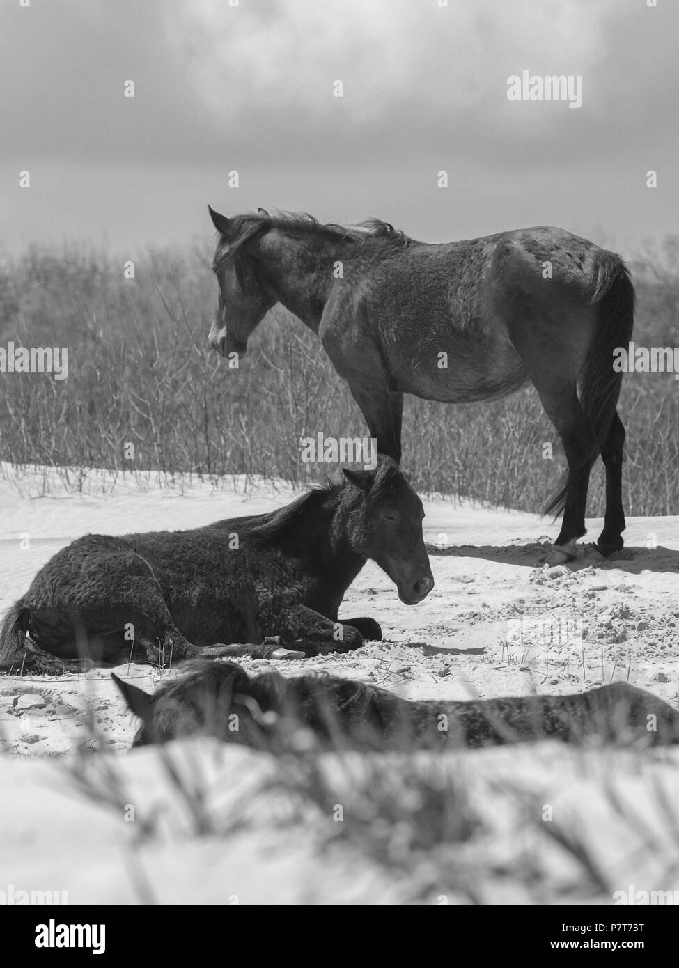wildhorse corolla obx outer banks nc north carolina free range wild ...