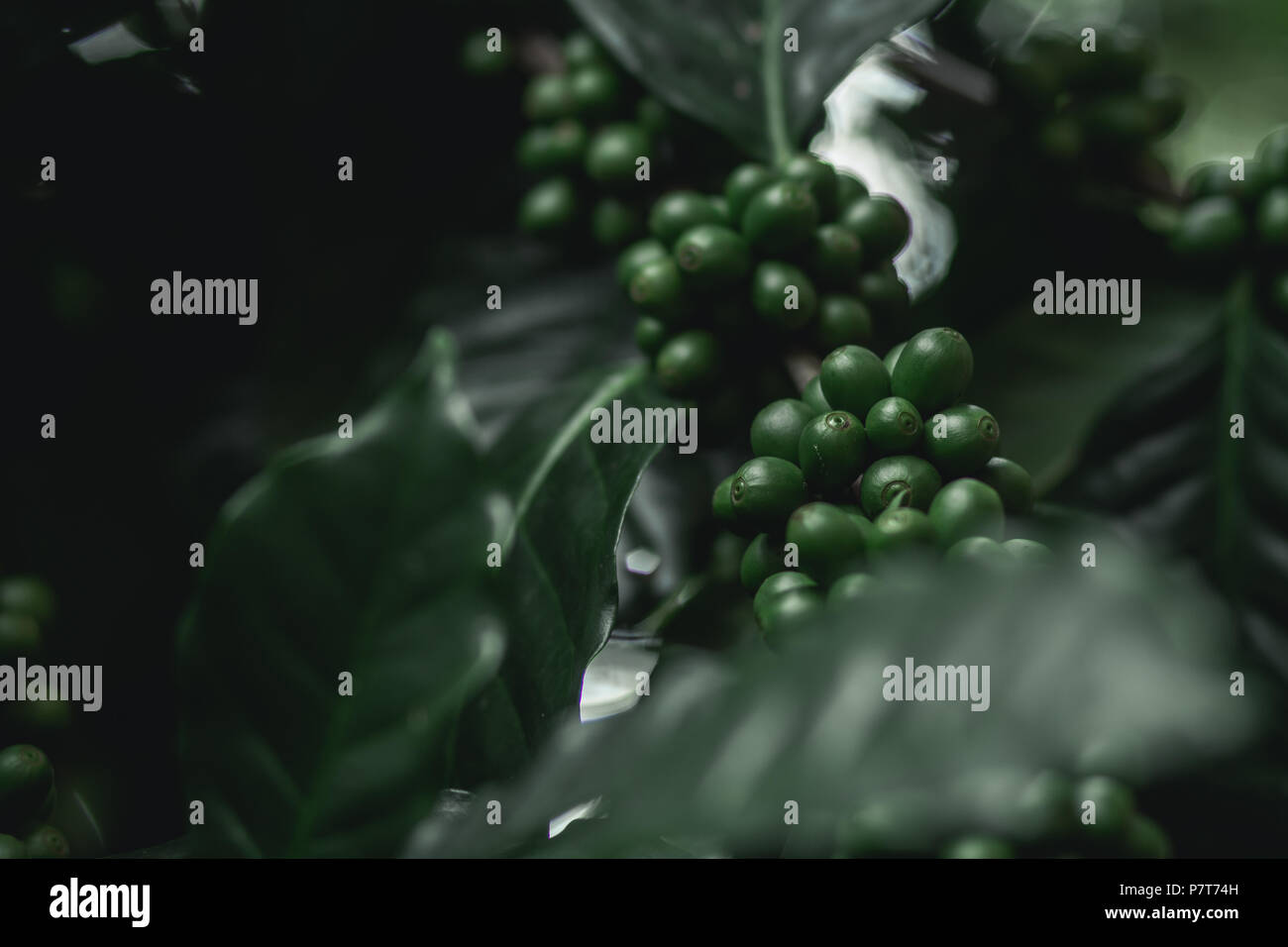 Green coffee Raw coffee In dark tone Stock Photo - Alamy