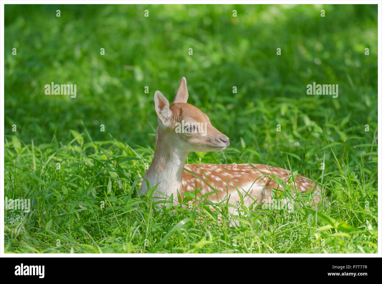 Fallow deer fawn resting in grass Stock Photo - Alamy