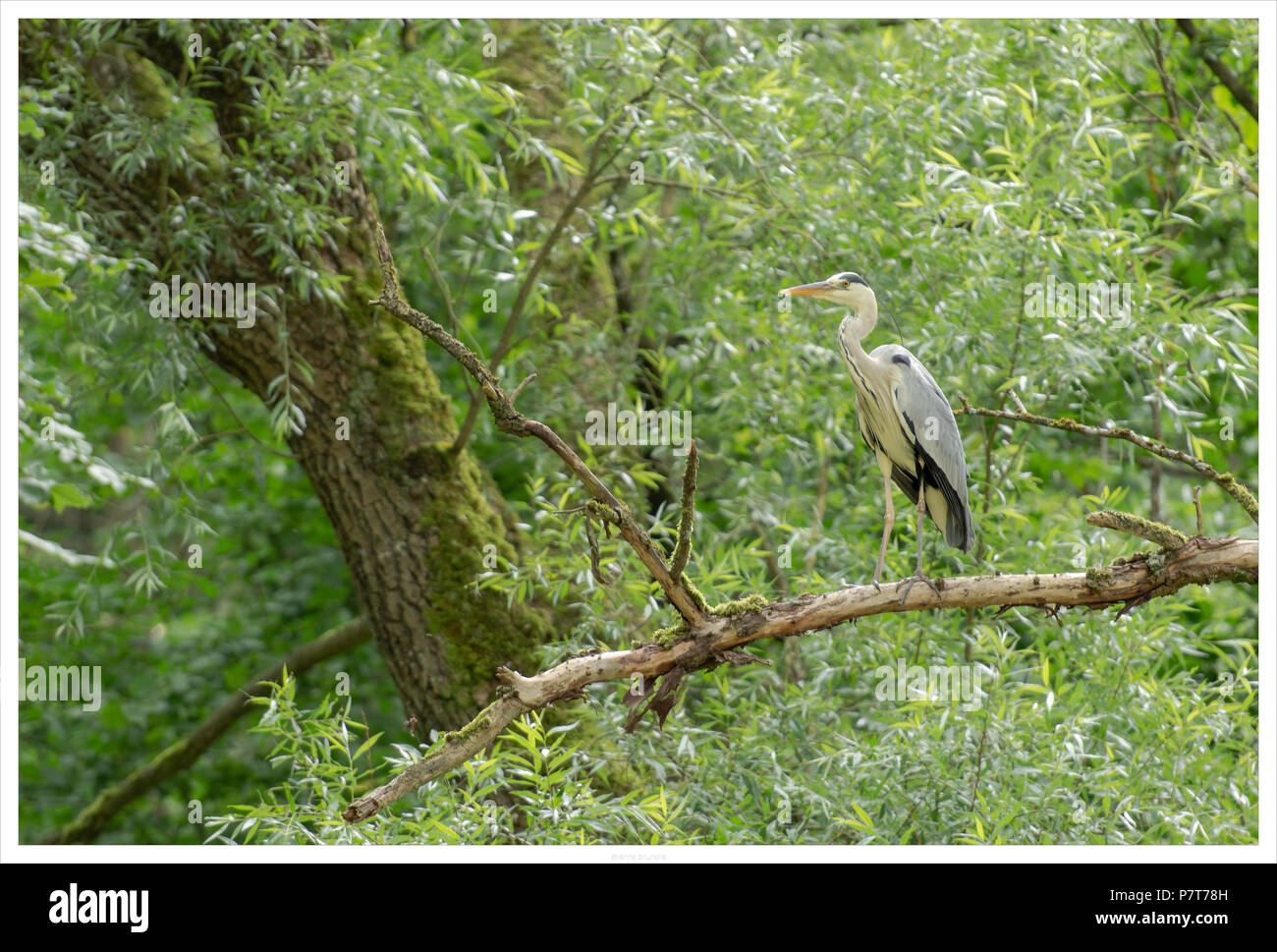 Common heron hi-res stock photography and images - Alamy