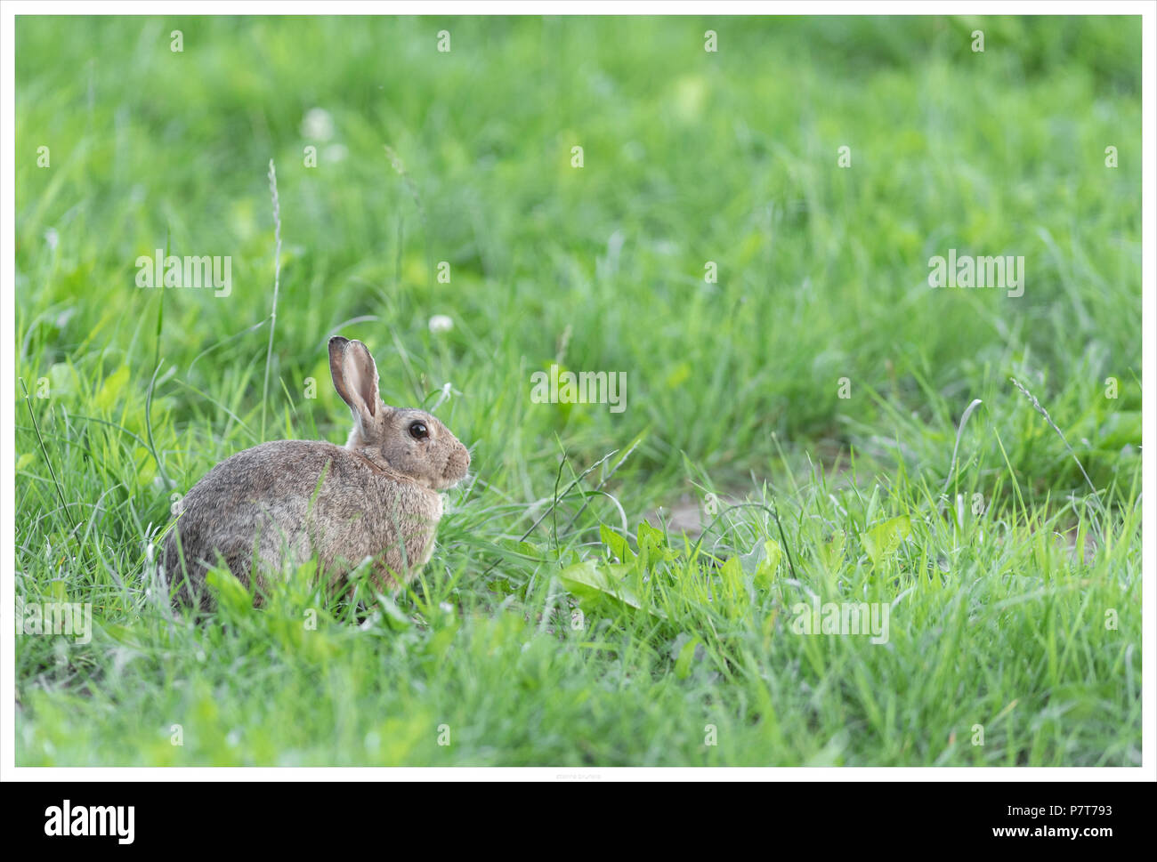 New zealand rabbit hi-res stock photography and images - Alamy