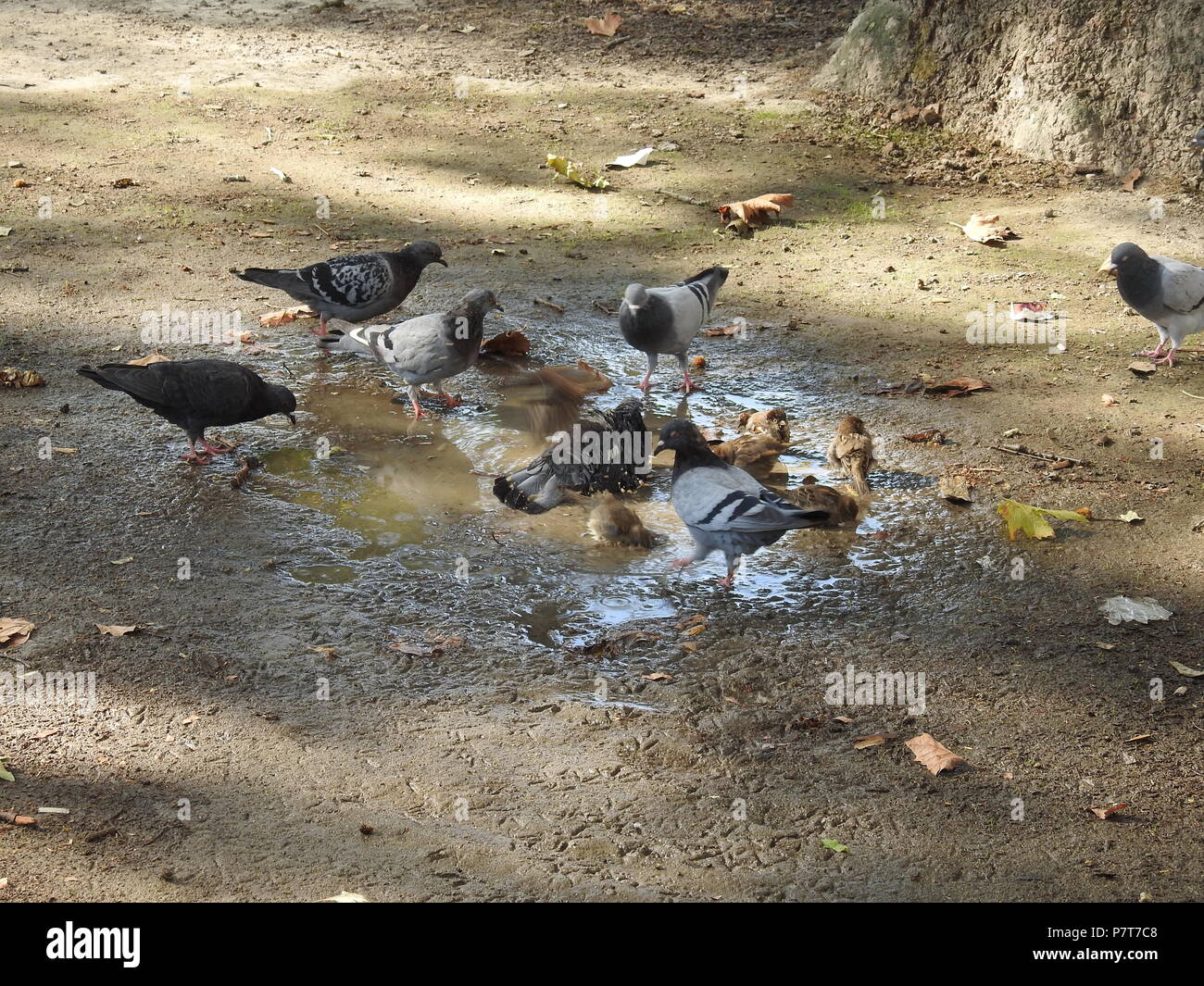 Puddle of birds hi-res stock photography and images - Alamy