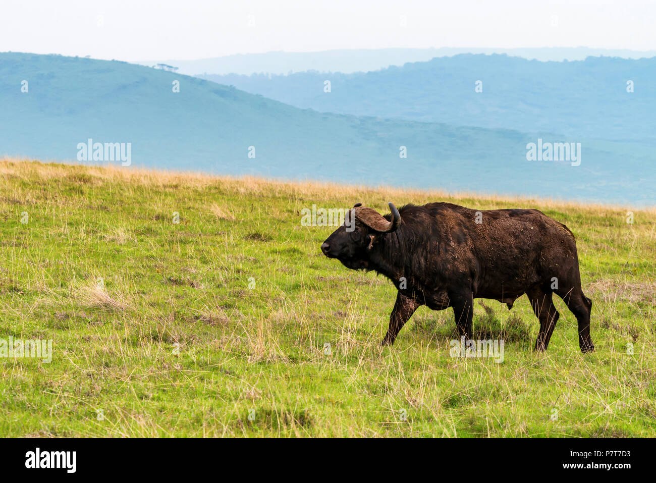 Back view of African buffalo in savannah Stock Photo - Alamy