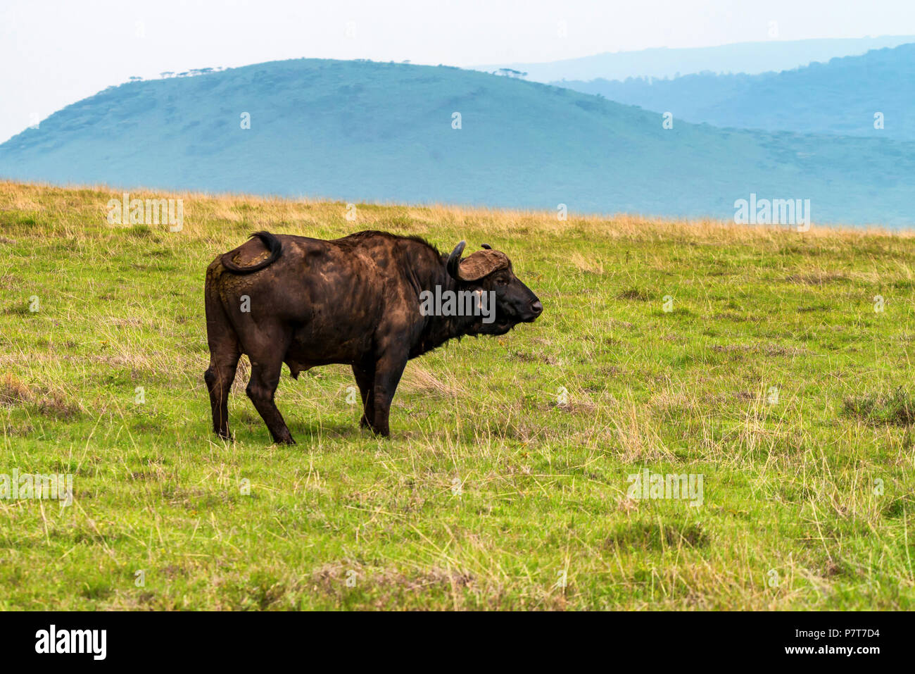 Back view of African buffalo in savannah Stock Photo - Alamy