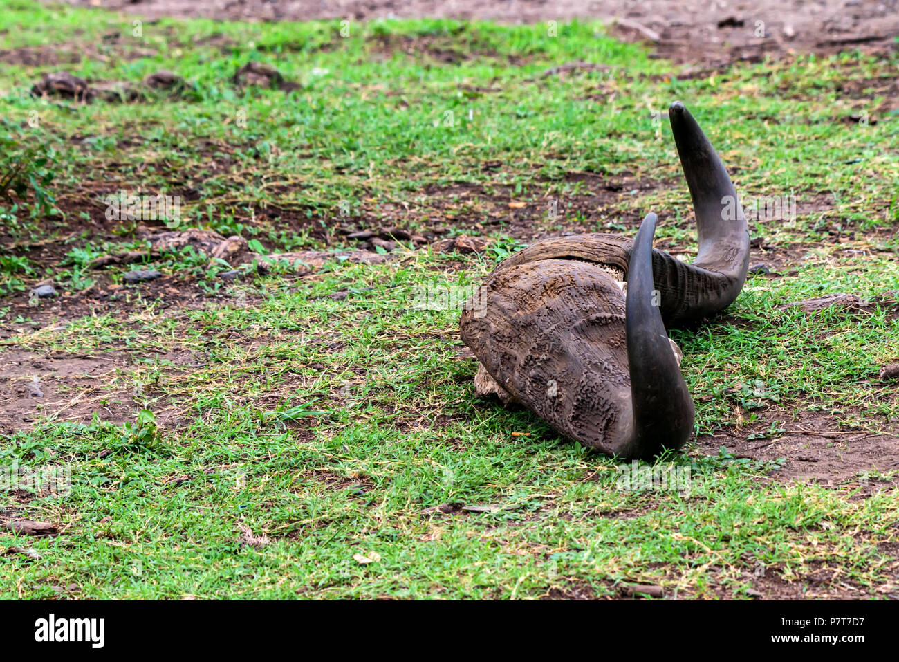 Buffalo trophy on ground close Stock Photo - Alamy