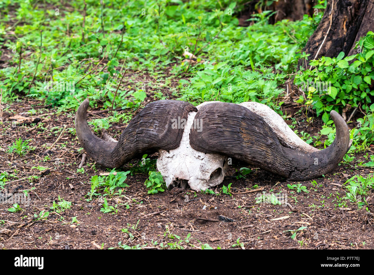 African buffalo head trophy hi-res stock photography and images - Alamy