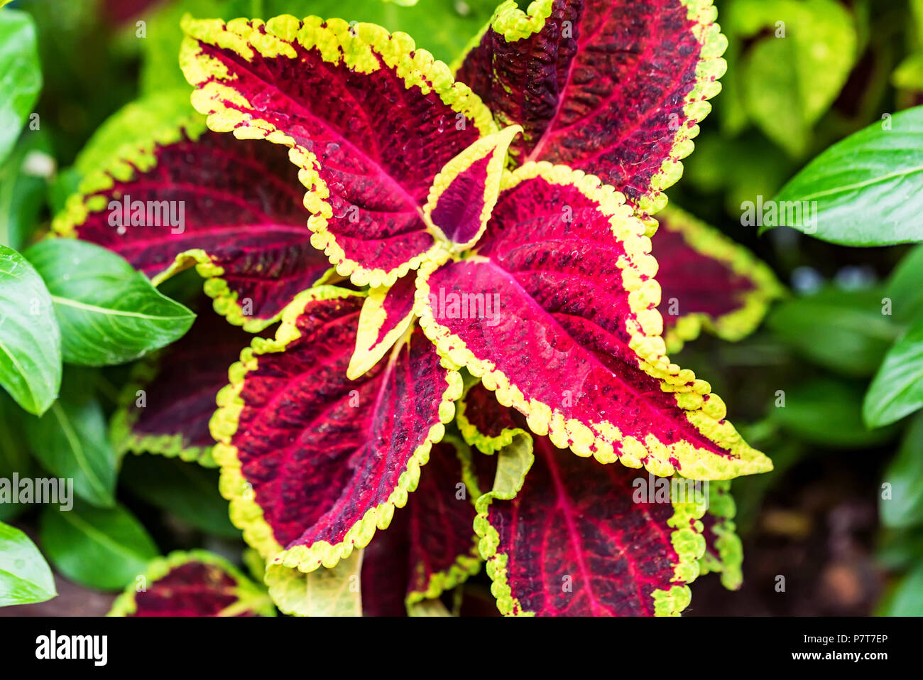 Coleus Red Plant High Resolution Stock Photography and Images - Alamy