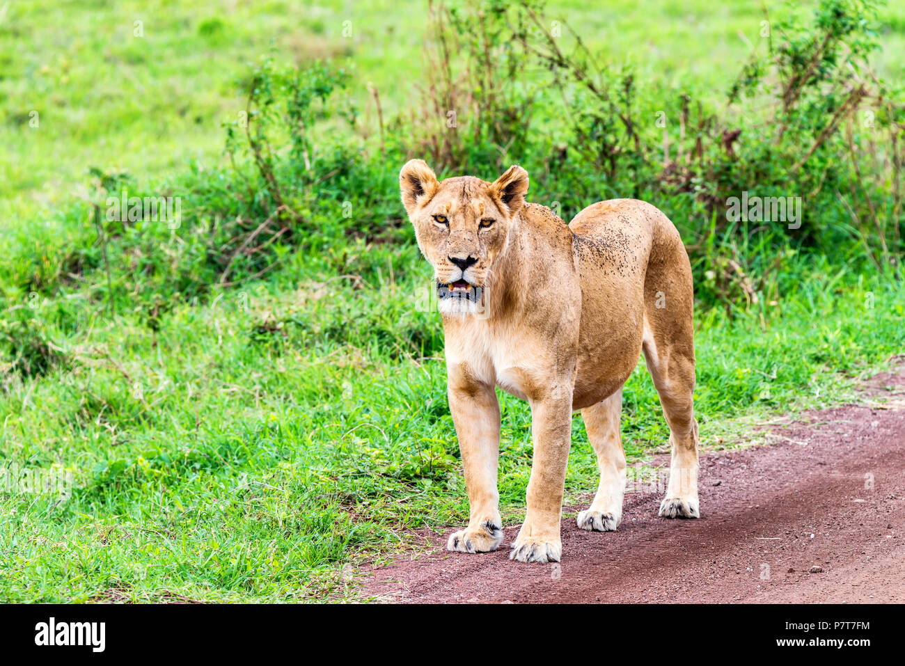 Lioness walks in savanna Stock Photo - Alamy