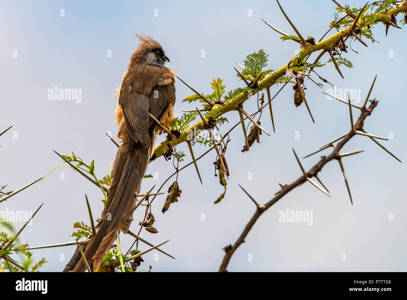 Kalahari mouse hi-res stock photography and images - Alamy