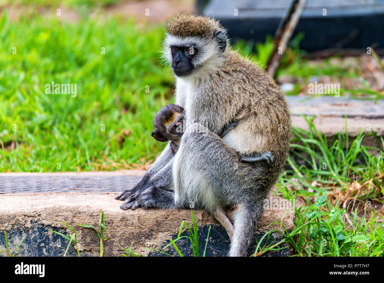 Vervet monkey hi-res stock photography and images - Alamy