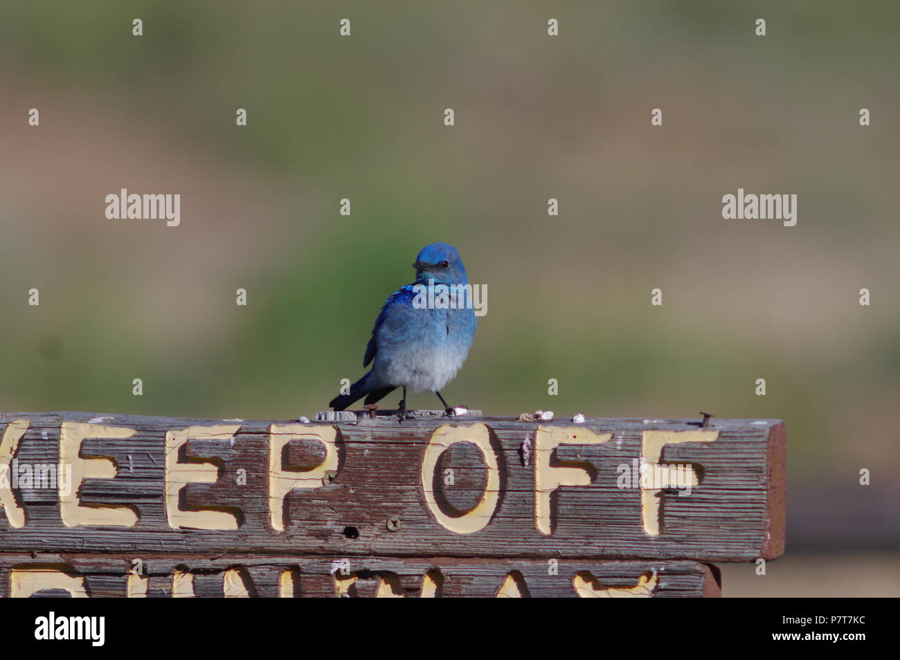 Bluebird sign hi-res stock photography and images - Alamy