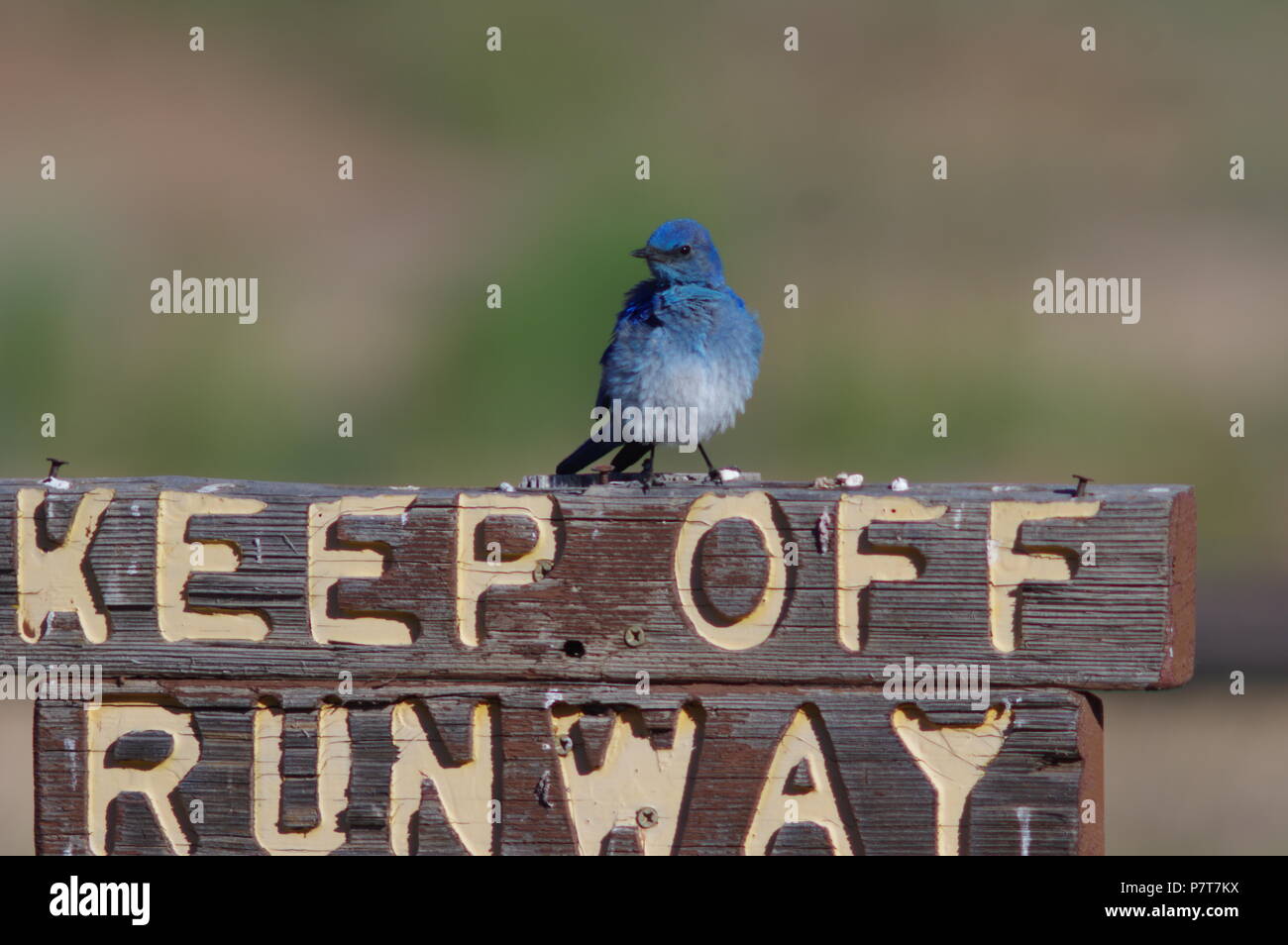 Bluebird sign hi-res stock photography and images - Alamy