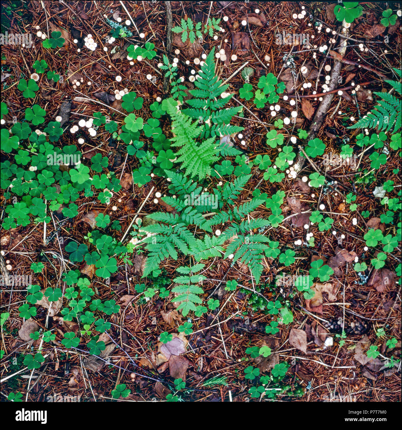 Growth on forest litter Stock Photo - Alamy