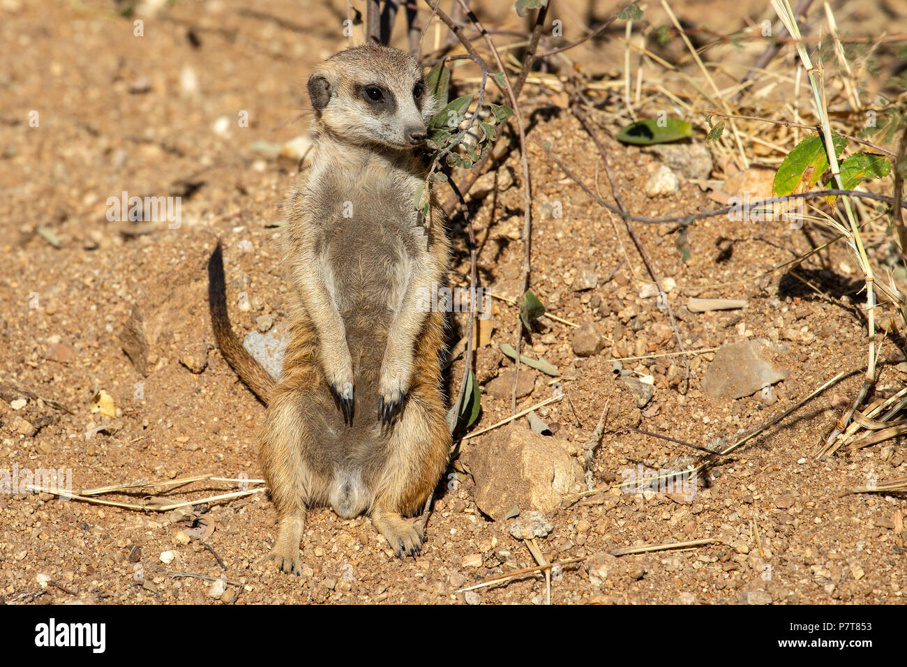 Meercat or Suricat - Suricata suricatta majoriae - sitting up in sandy ...
