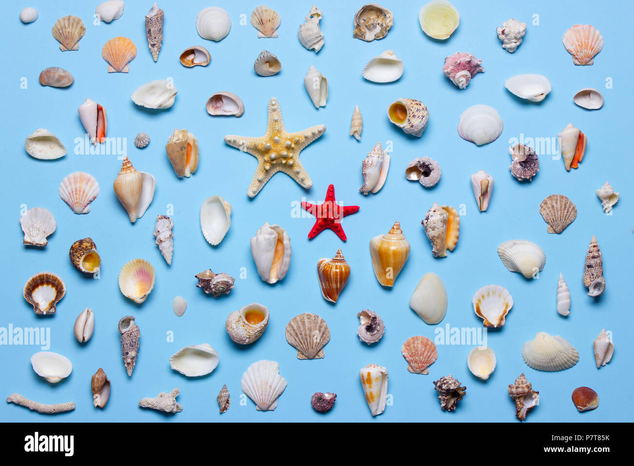 a beautiful studio shot, top view, of sea shells against a light blue ...