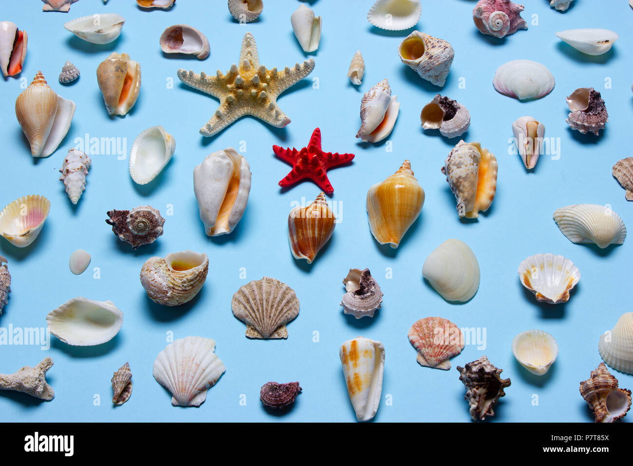 a beautiful studio shot of sea shells against a light blue background ...