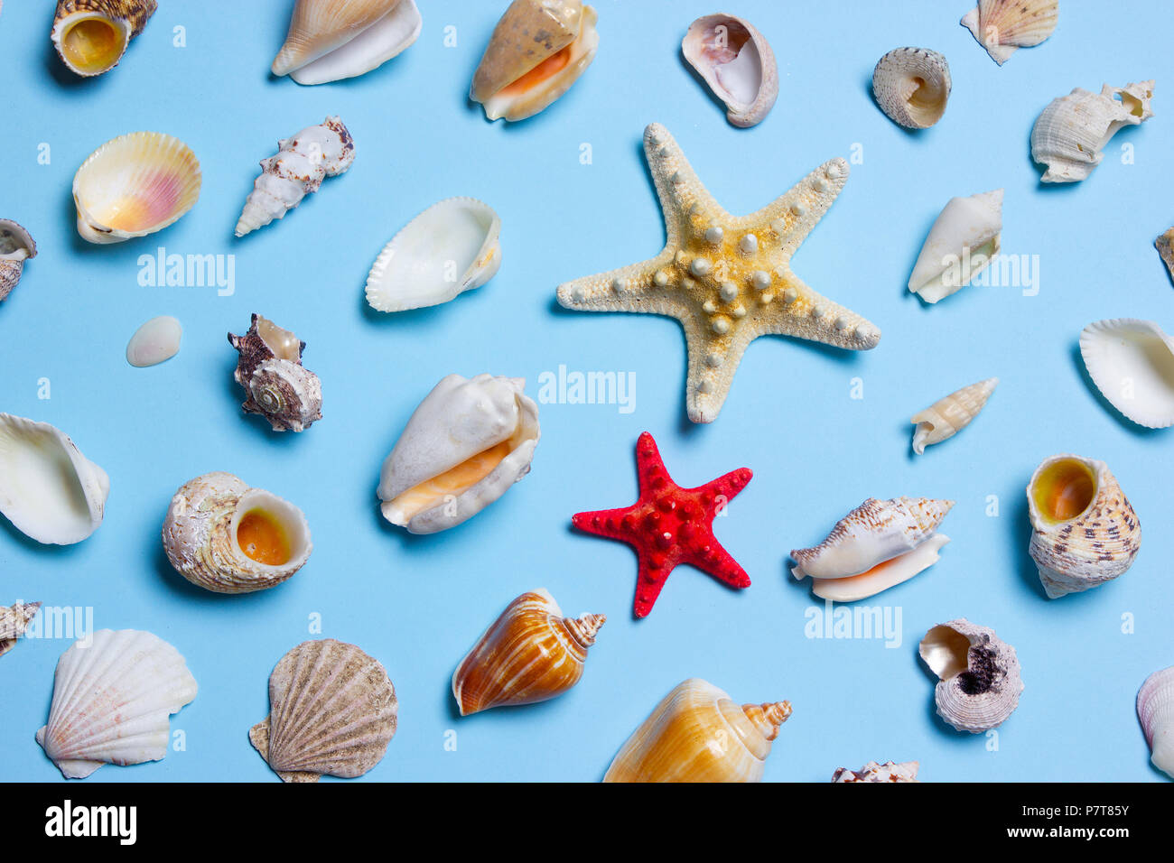 a beautiful studio shot, top view, of sea shells against a light blue ...