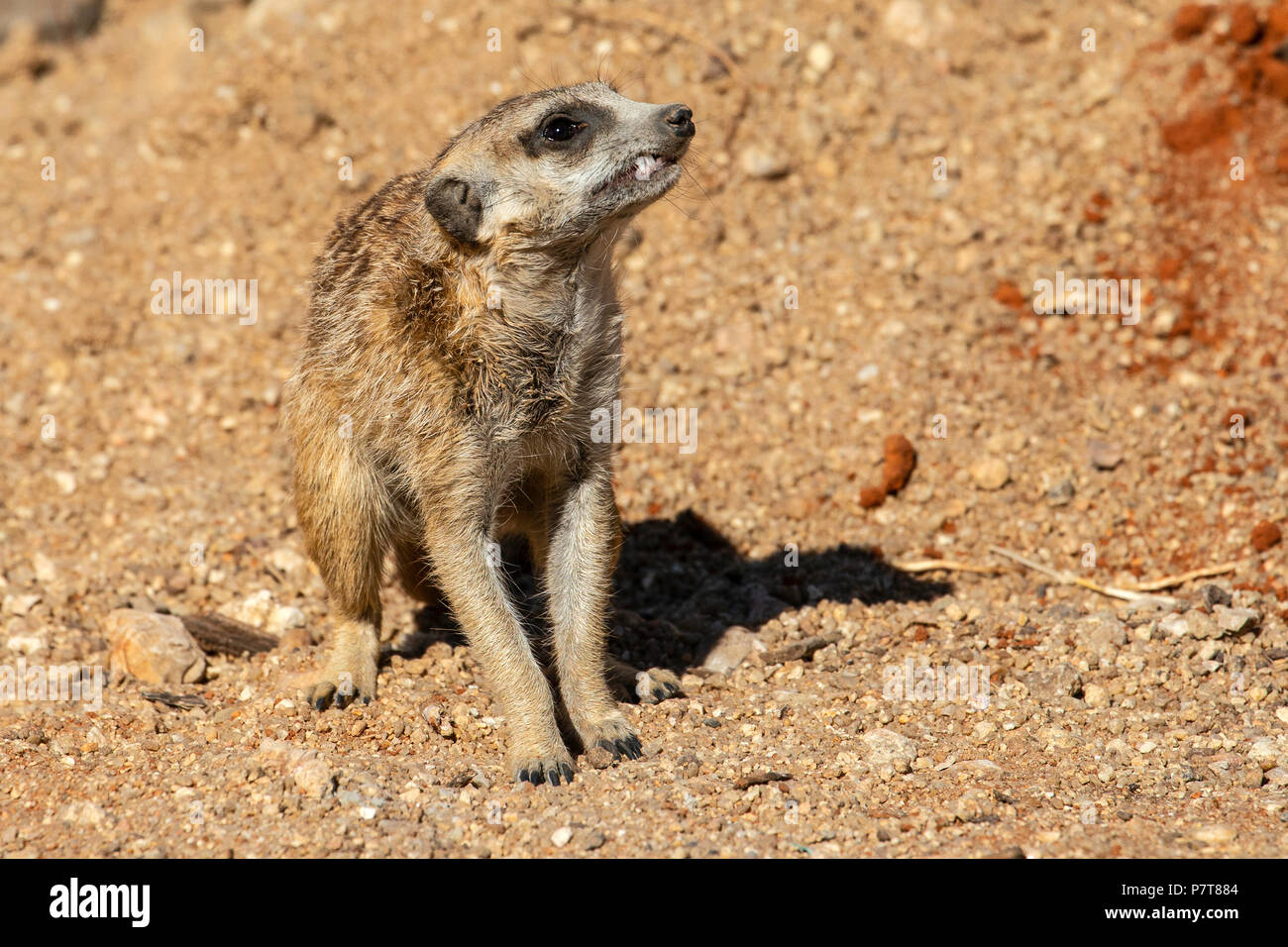 Meercat or Suricat - Suricata suricatta majoriae - sitting in sandy ...