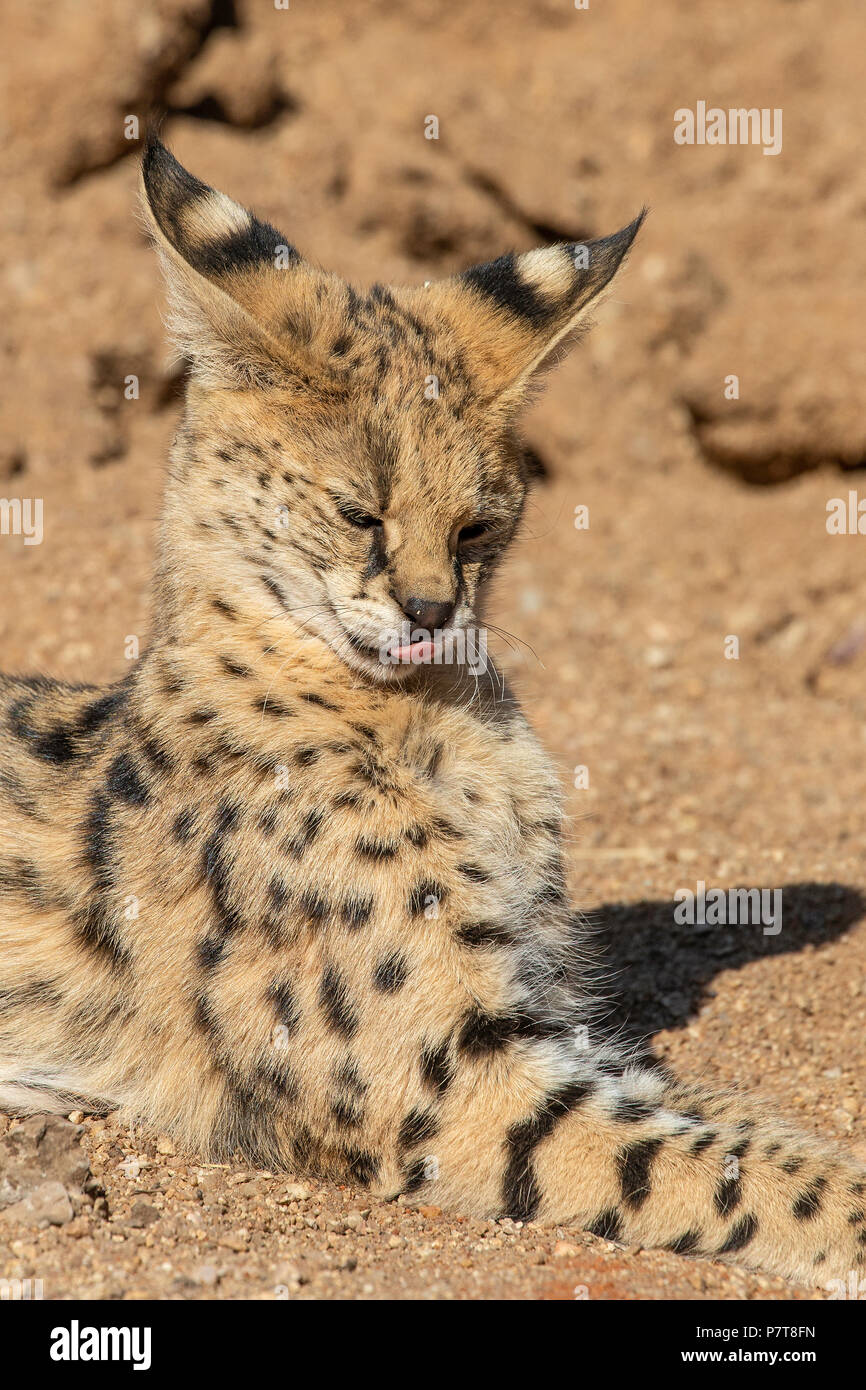 Serval leptailurus serval hi-res stock photography and images - Alamy