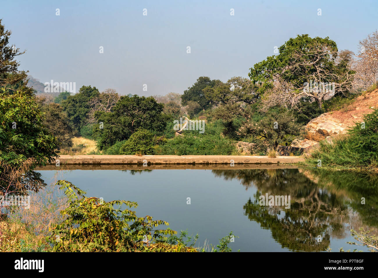 Landscape with trees and lake in Ranthambore, India Stock Photo - Alamy