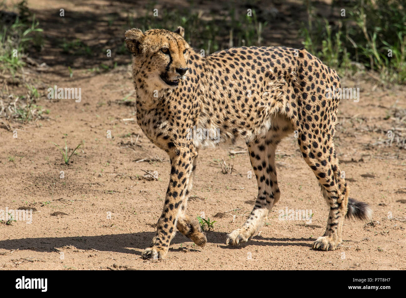 Cheetah looking back hi-res stock photography and images - Alamy