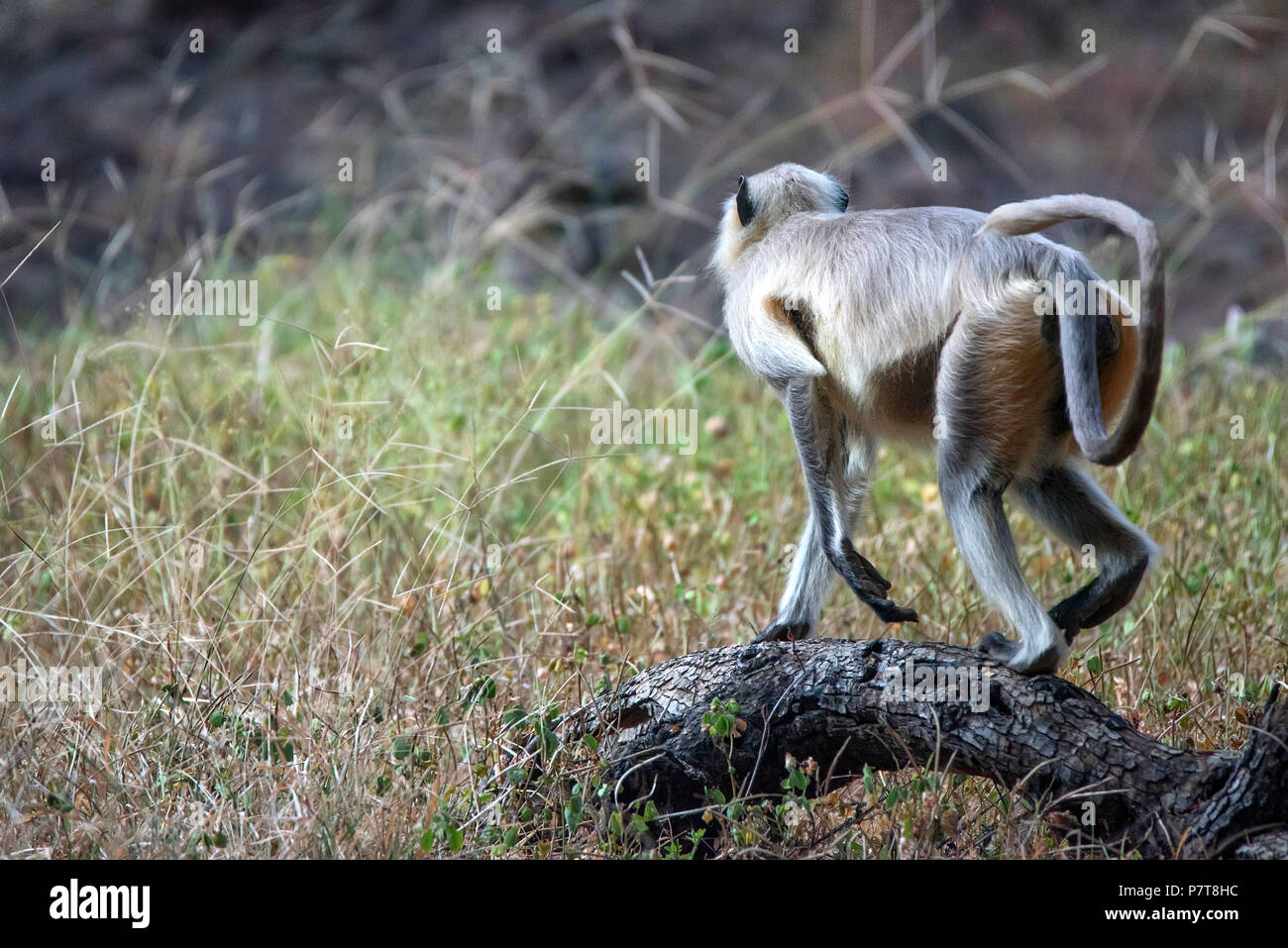 Black monkey with white eyebrows hi-res stock photography and images ...