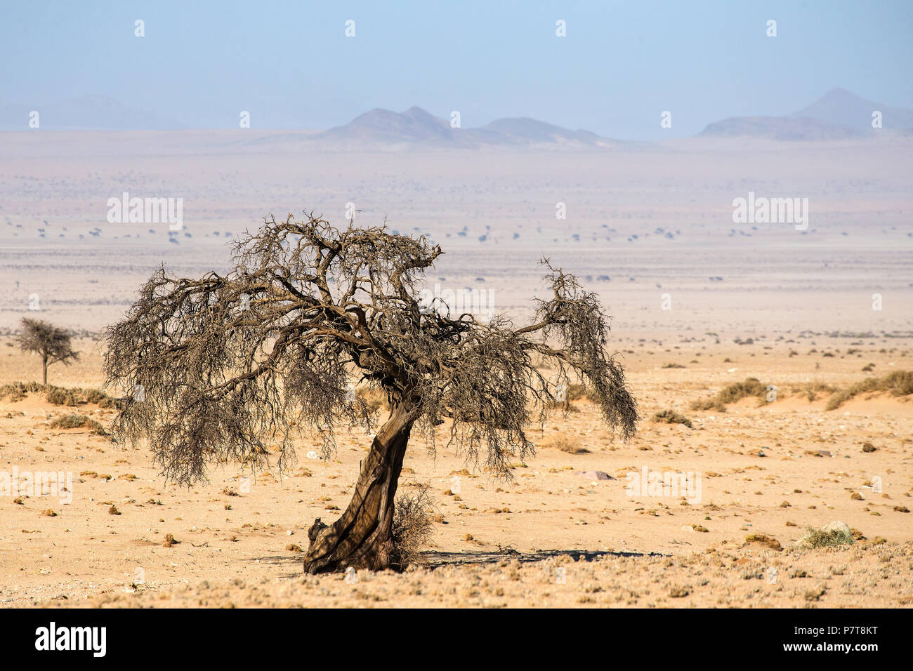 Gnarled and twisted Camel thorn, kameldorne, trees in a dry river bed ...