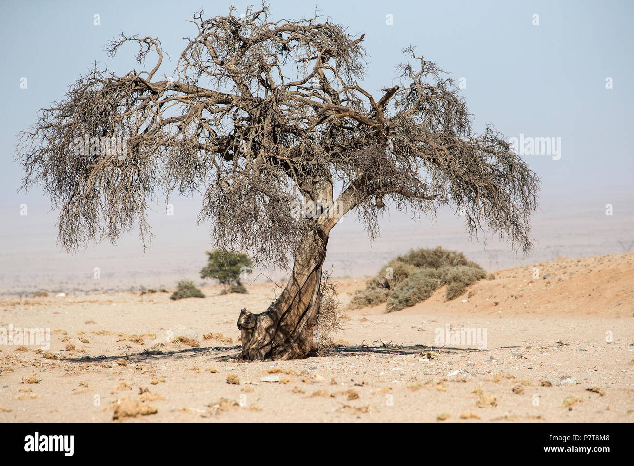 Gnarled and twisted Camel thorn, kameldorne, trees in a dry river bed ...