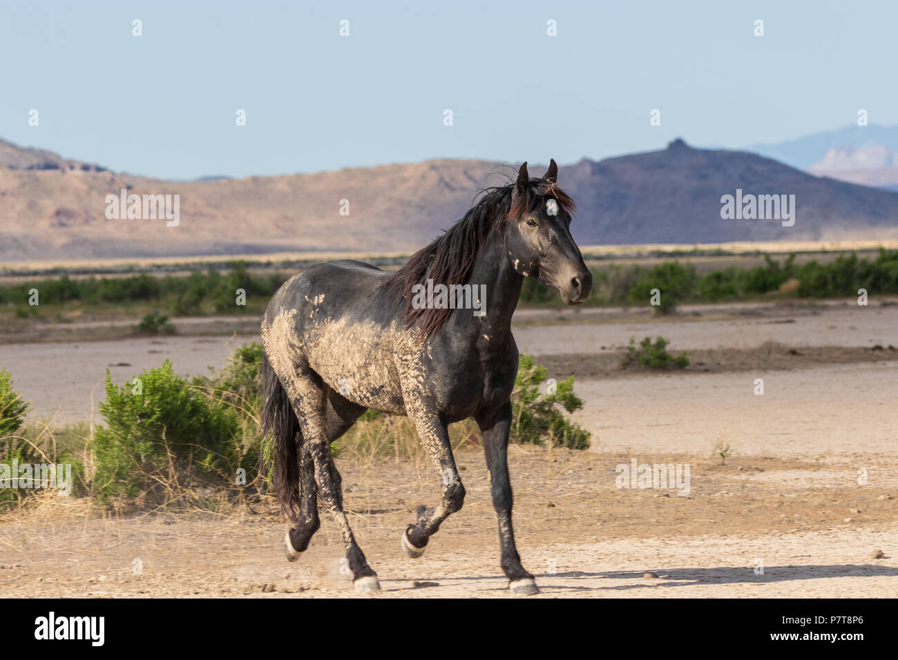 Wild Horse Stallion Stock Photo - Alamy