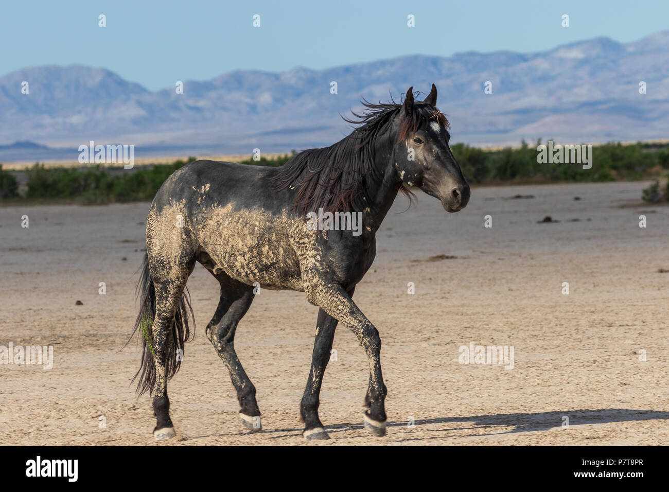 Wild Horse Stallion Stock Photo - Alamy