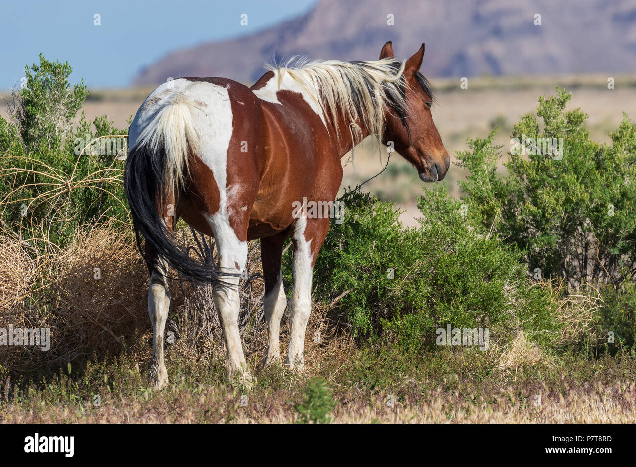 Wild Horse Stallion Stock Photo - Alamy