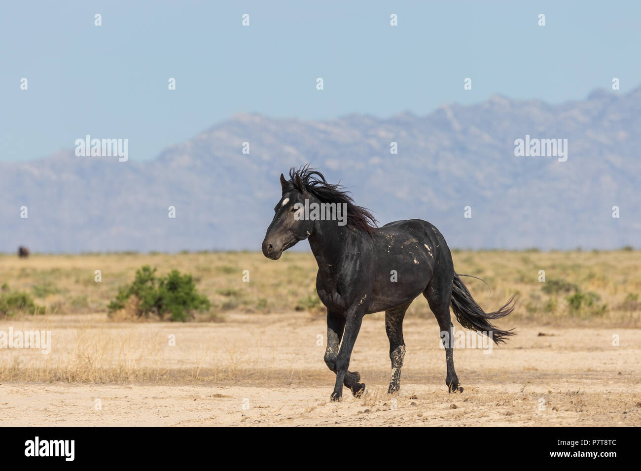 Wild Horse Stallion Stock Photo - Alamy